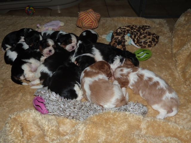 Accueil - Elevage De La Maison D'herbouville - eleveur de chiens ...