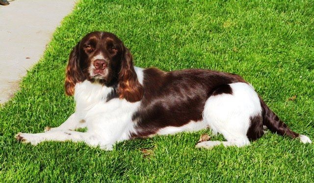 Accueil - Elevage De La Maison D'herbouville - eleveur de chiens ...